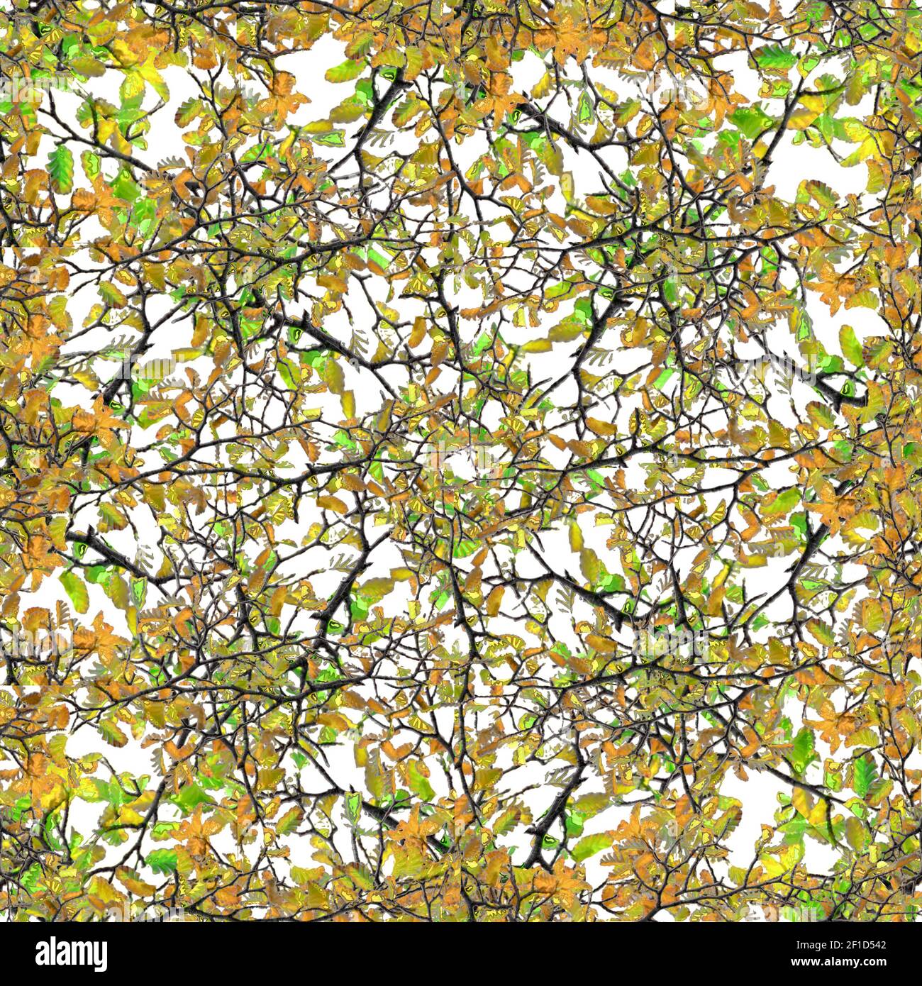 Intricate nature hi-res stock photography and images - Alamy