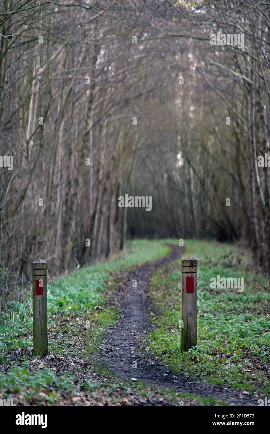 woodland path broome norfollk england Stock Photo - Alamy