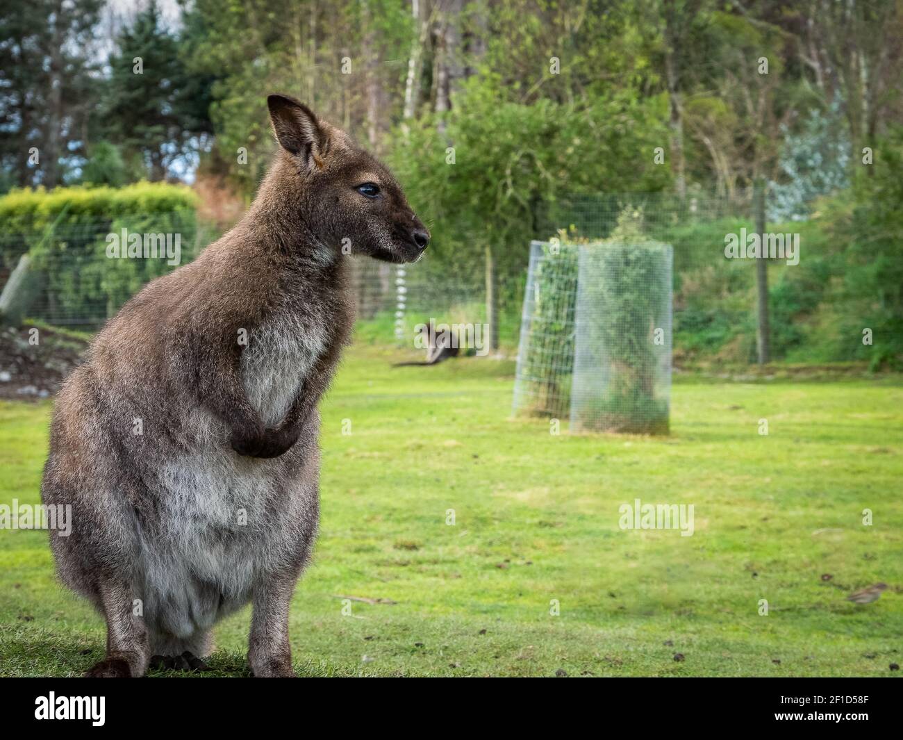 Portrait shot of standing wallaby,On the green nature backdrop, taken ...