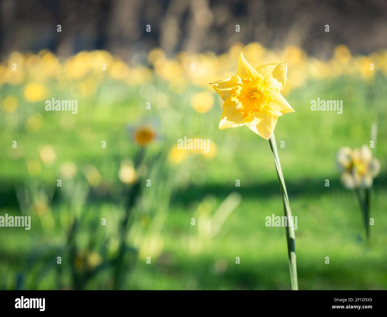 Christchurch hagley park spring hi-res stock photography and images - Alamy
