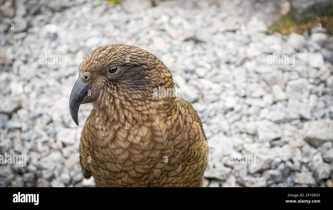 Kea posing hi-res stock photography and images - Alamy