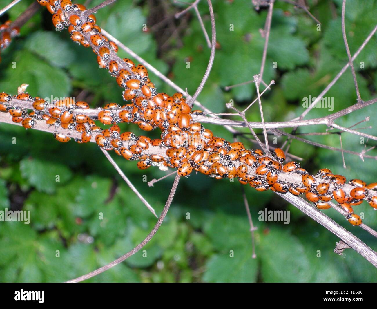 The redwood preserve at Purisima Creek Preserve, San Mateo County ...