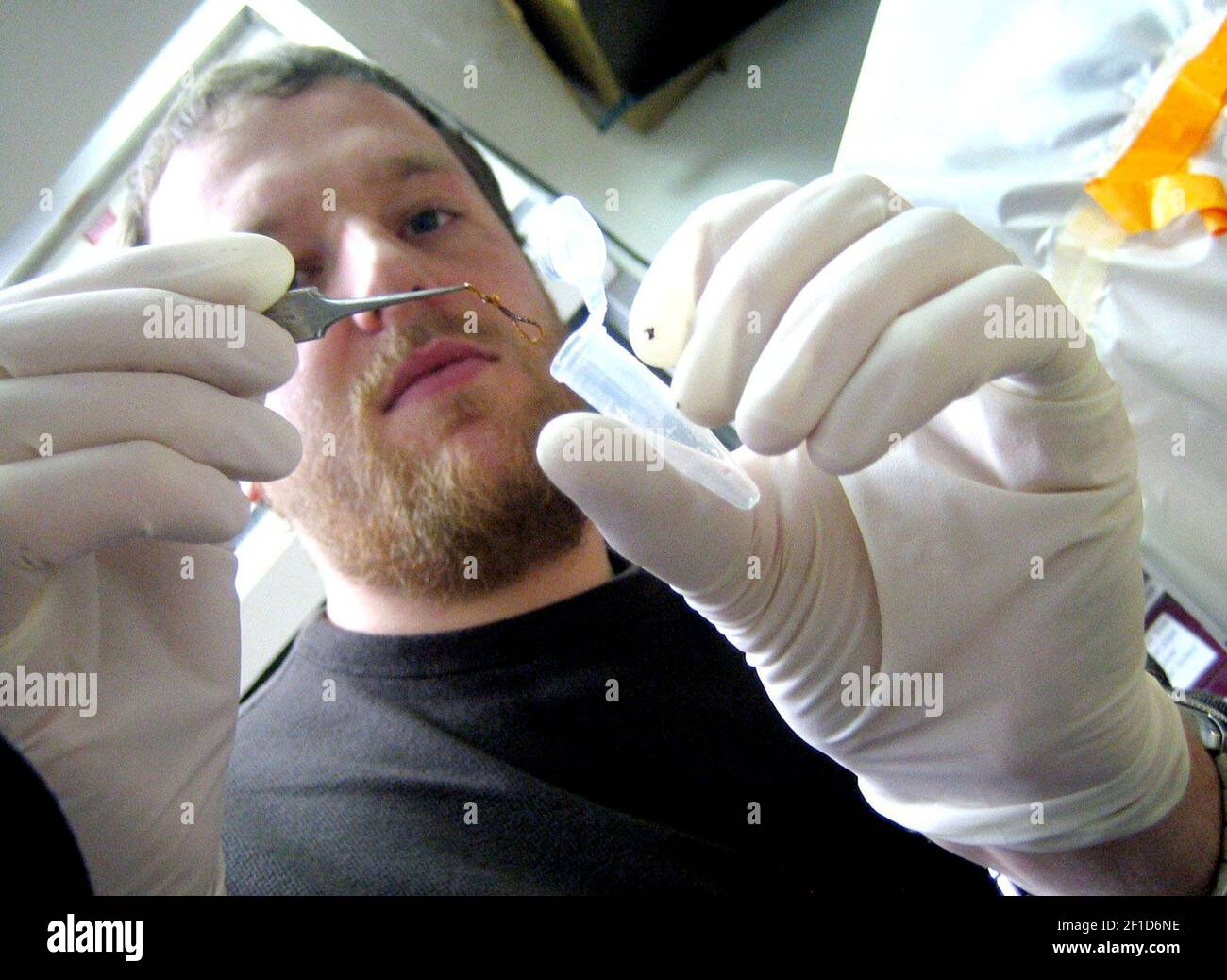 Scott Geib, a biochemistry post-doctoral fellow at Penn State, holds a ...