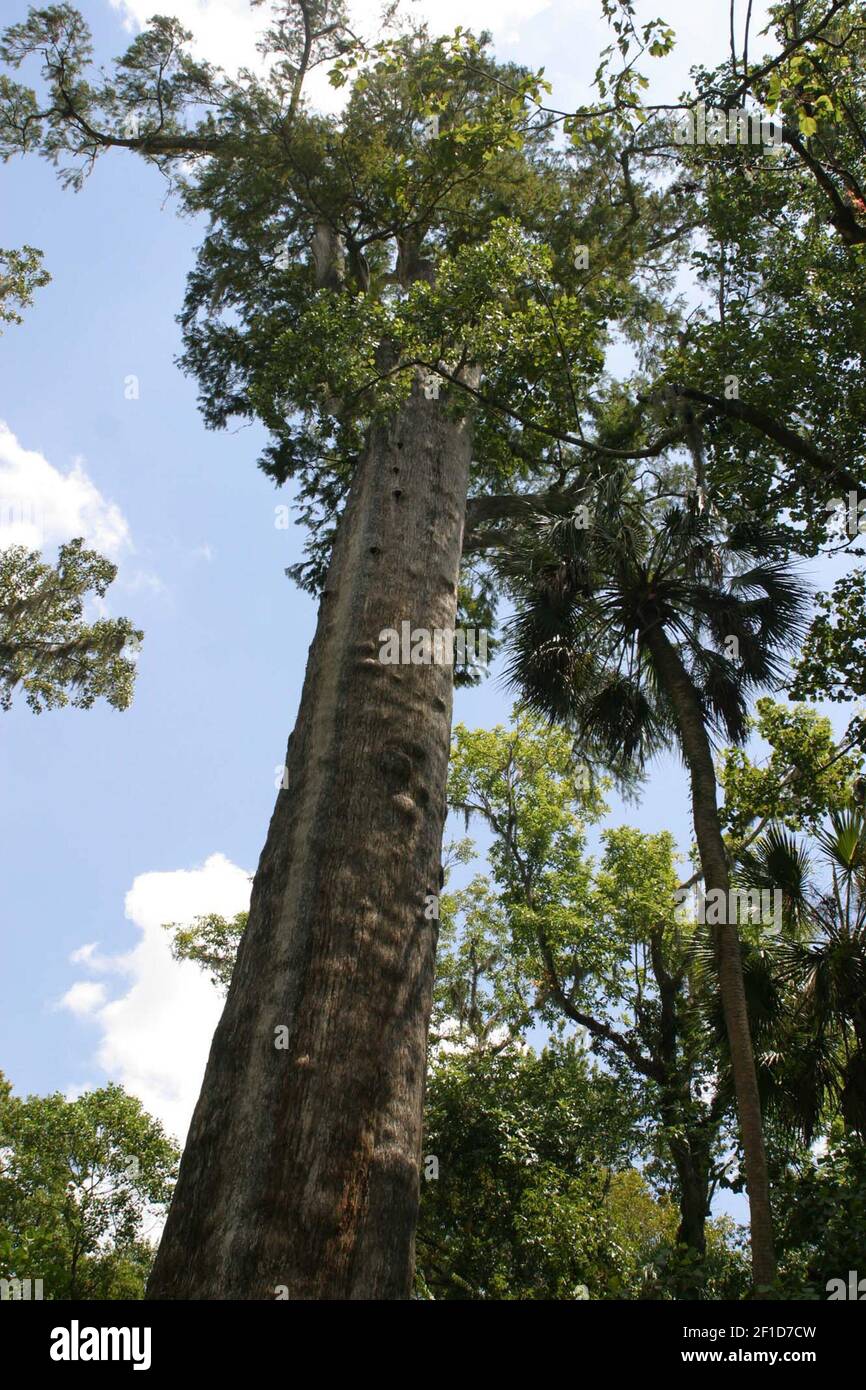 While Hurricane Charley felled lesser trees, The Senator, a 138-foot ...