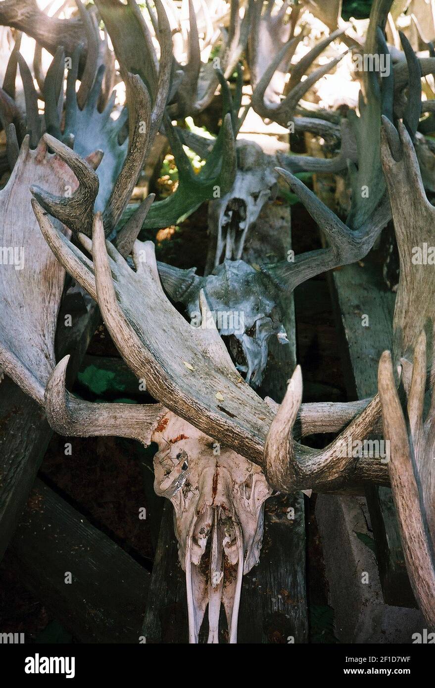 Moose bones sit in a bone yard managed by wolf-moose researchers Rolf ...