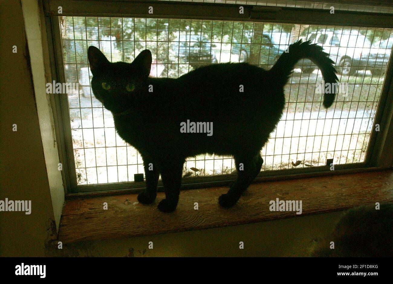 A cat walks in front of a window at the Cat Protection Society in ...