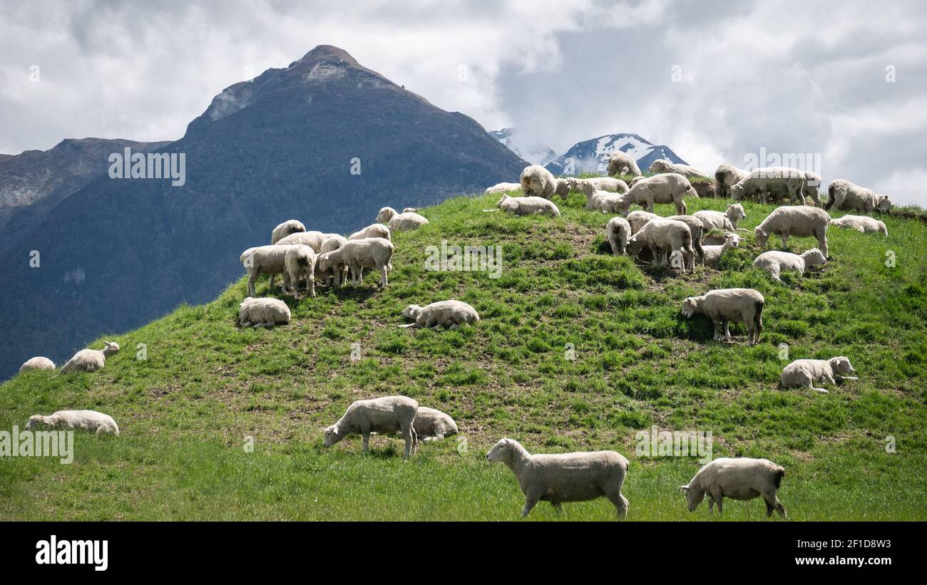 New zealand sheep farming in new zealand agriculture hi-res stock ...