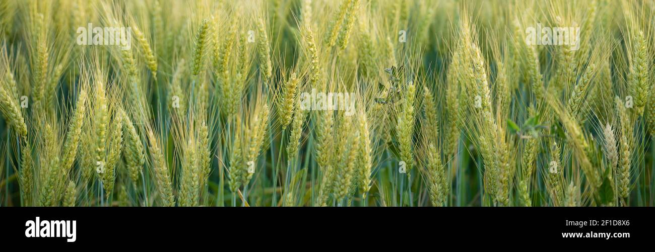 Real grains hi-res stock photography and images - Alamy