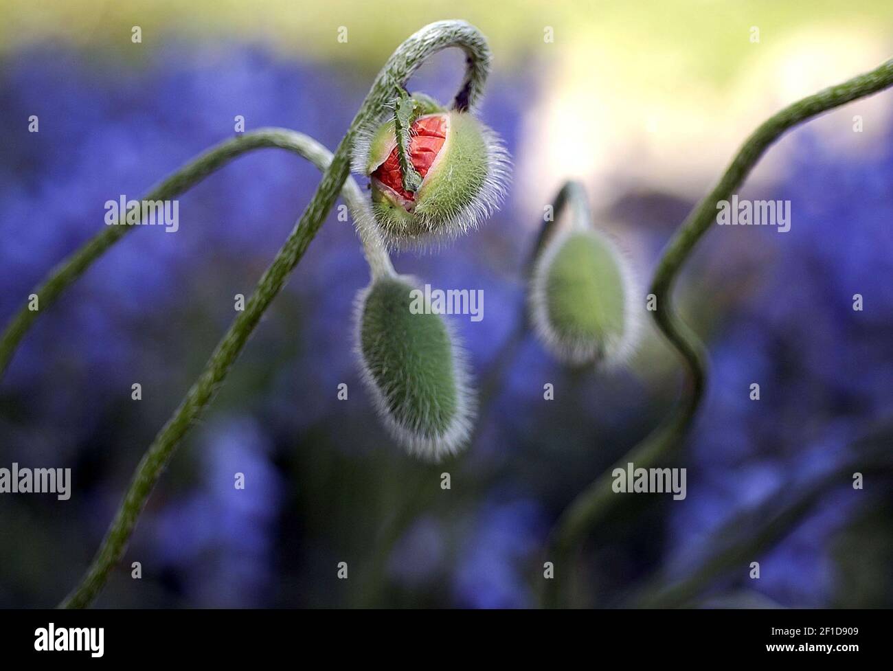 A poppy bud is set to burst open as shown in an outdoor garden at the ...