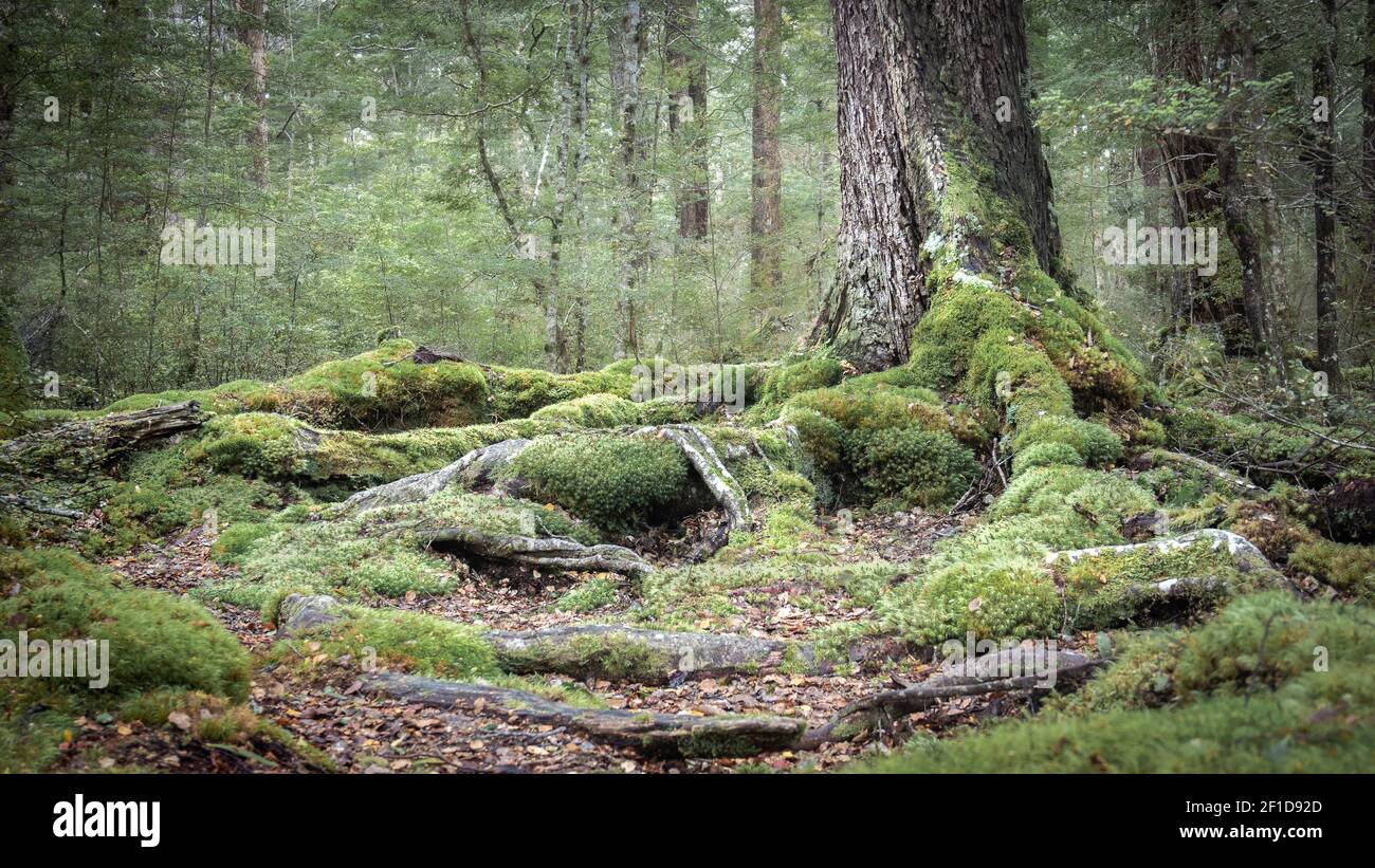 Mossy roots hi-res stock photography and images - Alamy