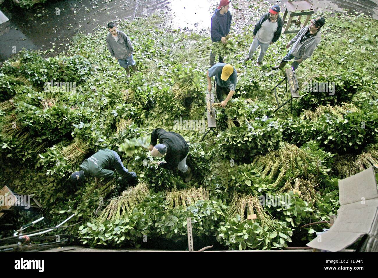 At a brush-buying shed in downtown Forks, Washington, workers sort and ...