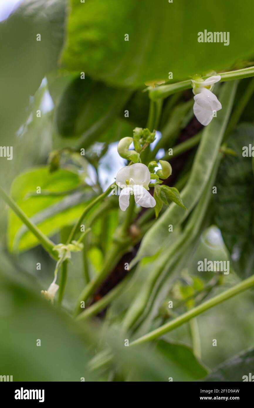 A bean plant in flowering stage with pods already formed at the base ...