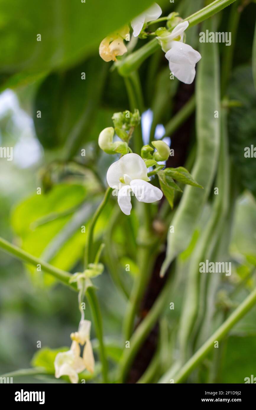 Vegetable earth for base hi-res stock photography and images - Alamy