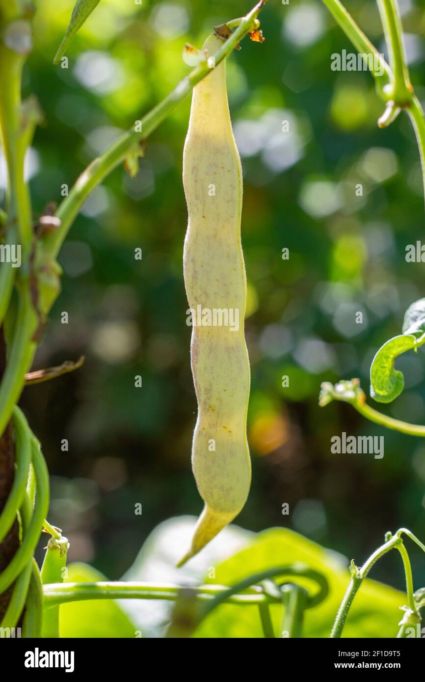 Phaseolinae hi-res stock photography and images - Alamy