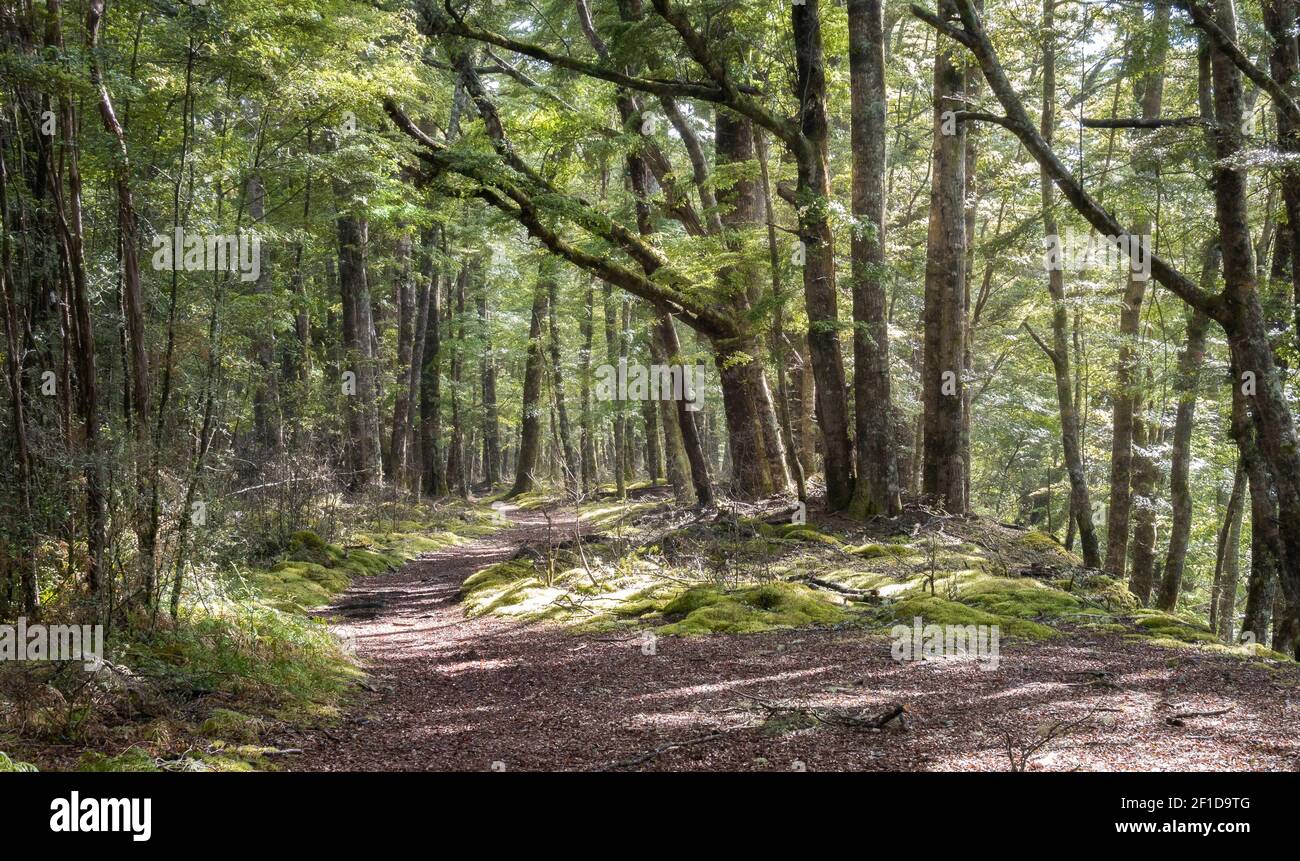 Ancient mystical forest with path leading through it. Kepler Track ...