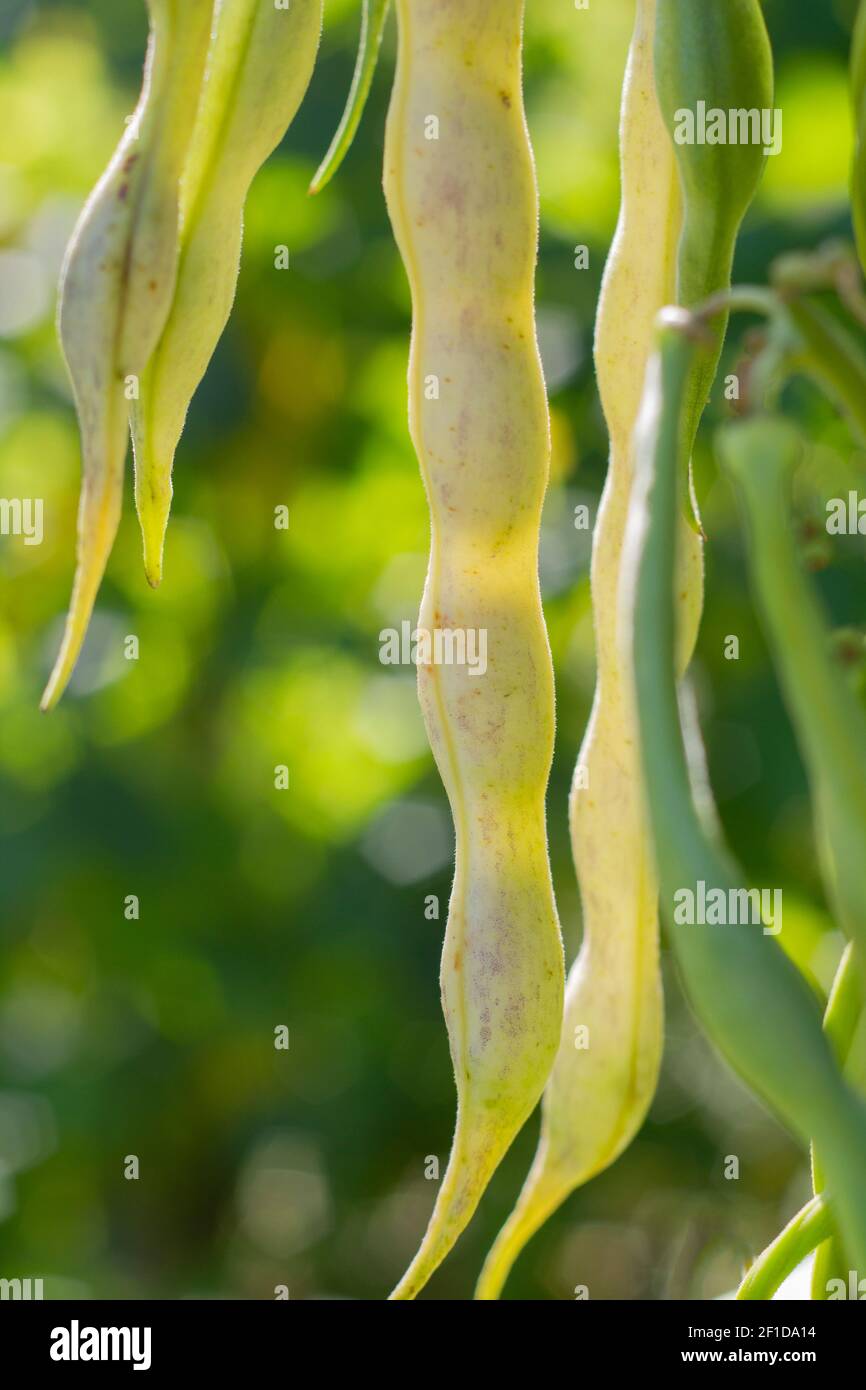 A pod of a bean plant at optimum ripening stage for harvesting Stock ...