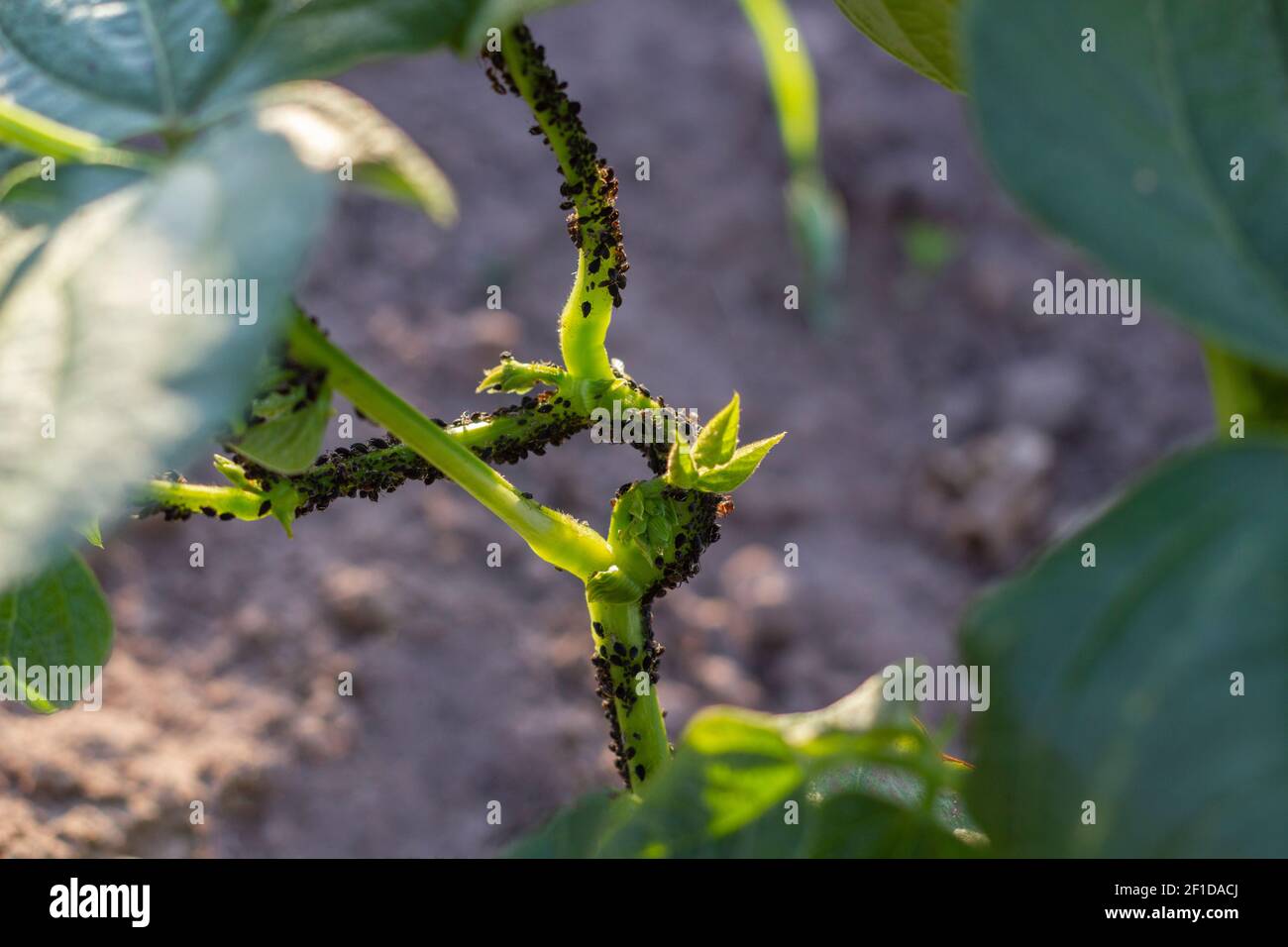 A aphid infestation on bean plant in a farm garden Stock Photo - Alamy