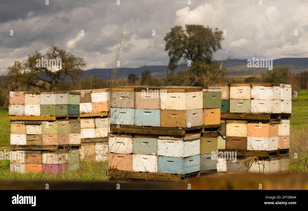 Beekeeper Boxes Bee Colony Farm Field Stock Photo - Alamy