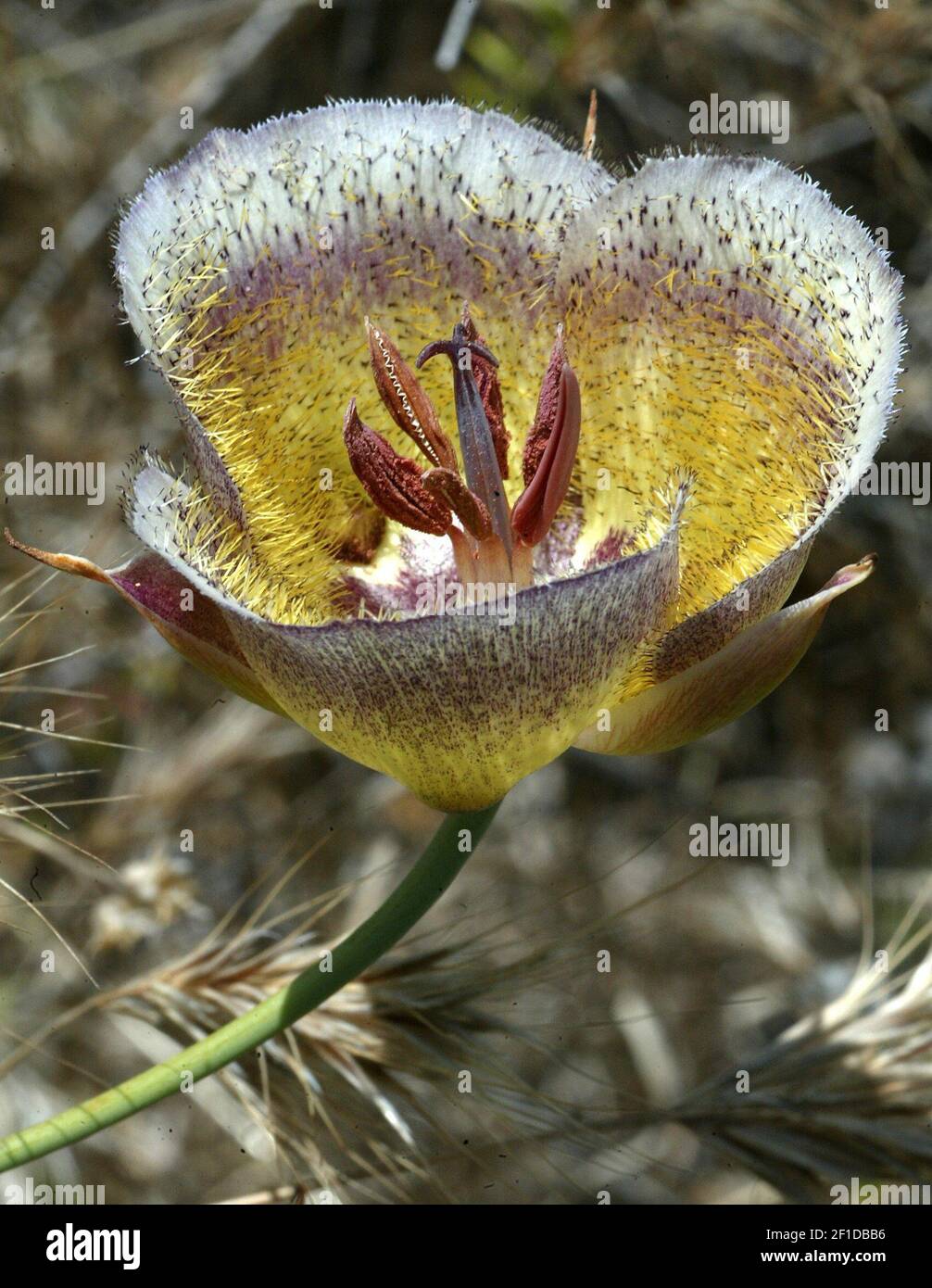 -- NO MAGS, NO SALES -- KRT LIFESTYLE STORY SLUGGED: HOME-LILIES KRT ...