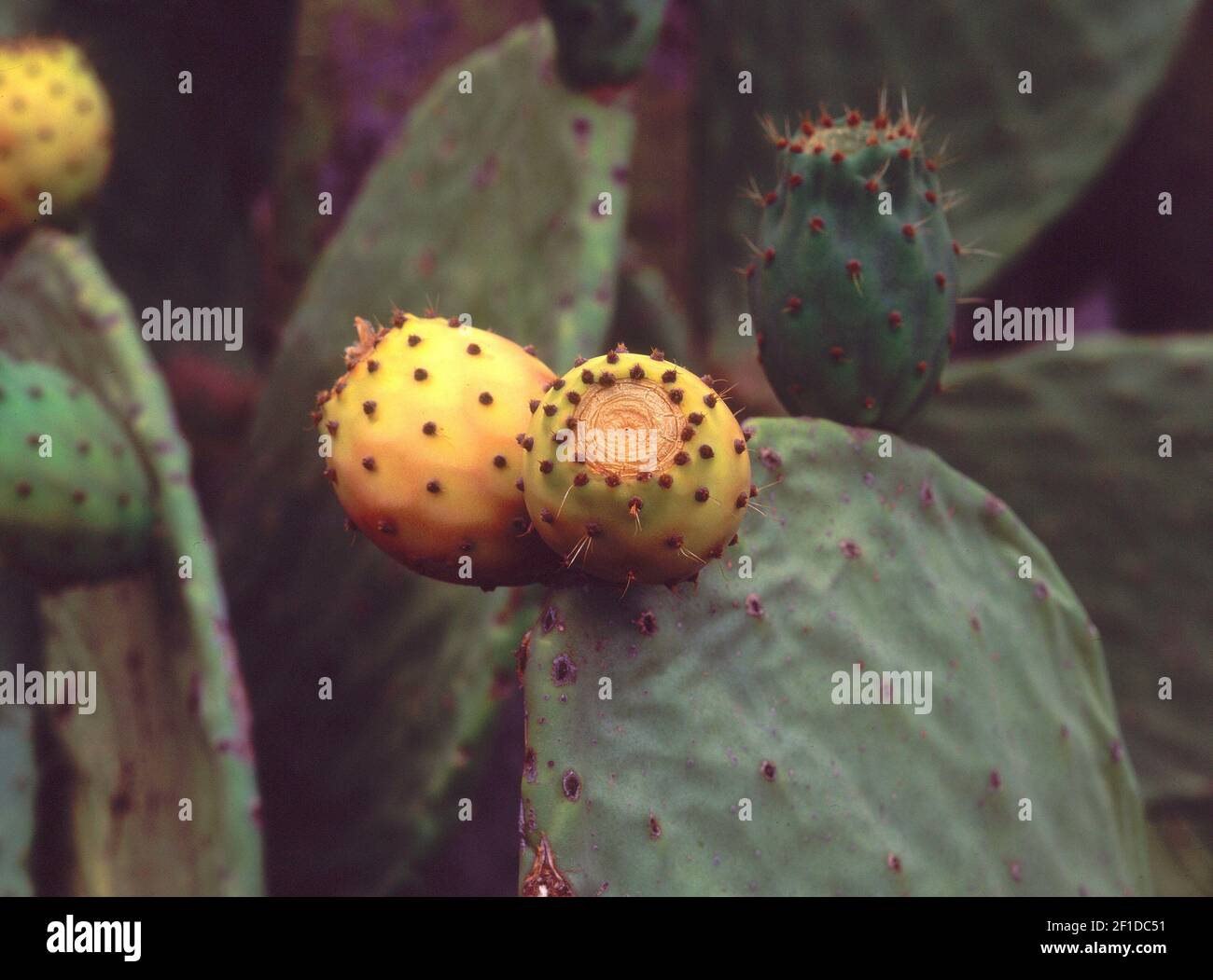 Higo chumbo hi-res stock photography and images - Alamy