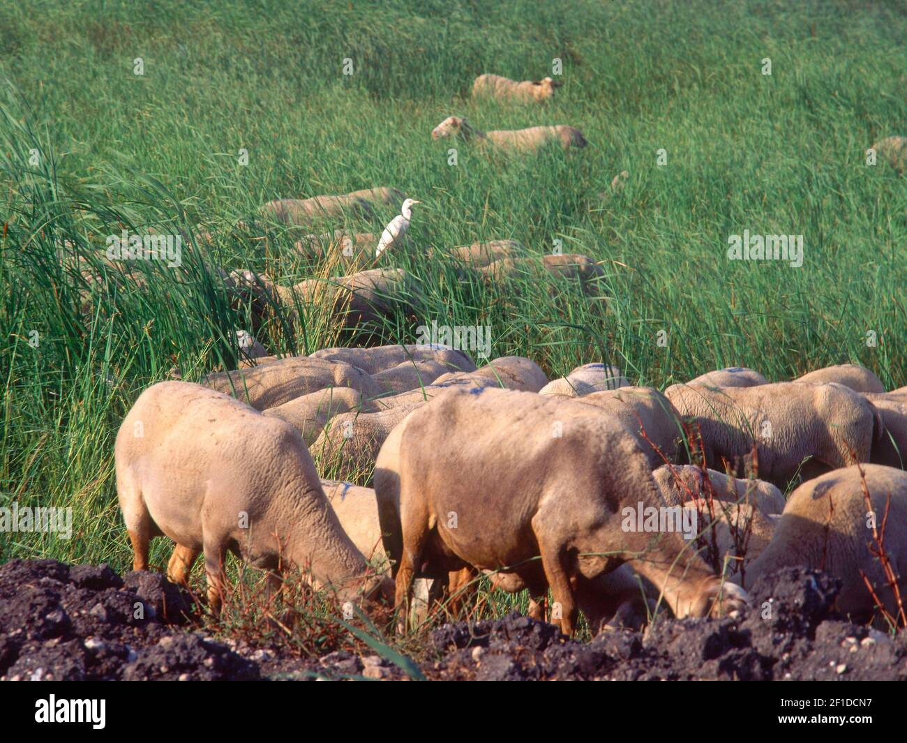 GARZA SOBRE EL LOMO DE UN OVEJA. Location: EXTERIOR. PEGO. Alicante ...