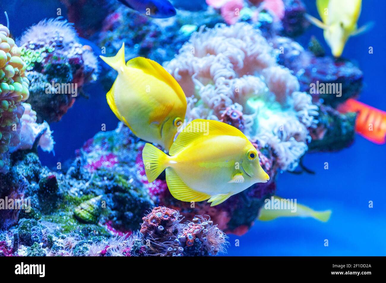 Yellow tang tropical fish swimming hi-res stock photography and images ...