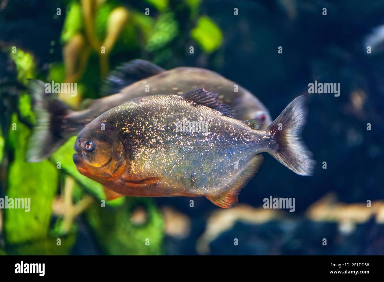 Pygocentrus nattereri. |Piranha fish underwater close up portrait Stock ...