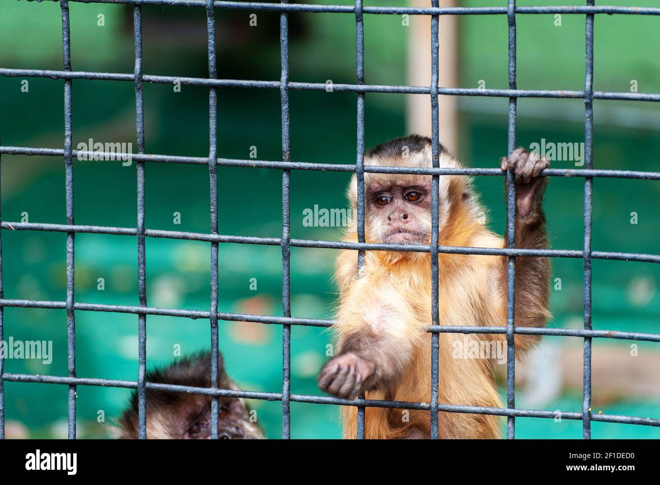 Wild animals. Monkey with a sad look sits behind a metal lattice Stock ...