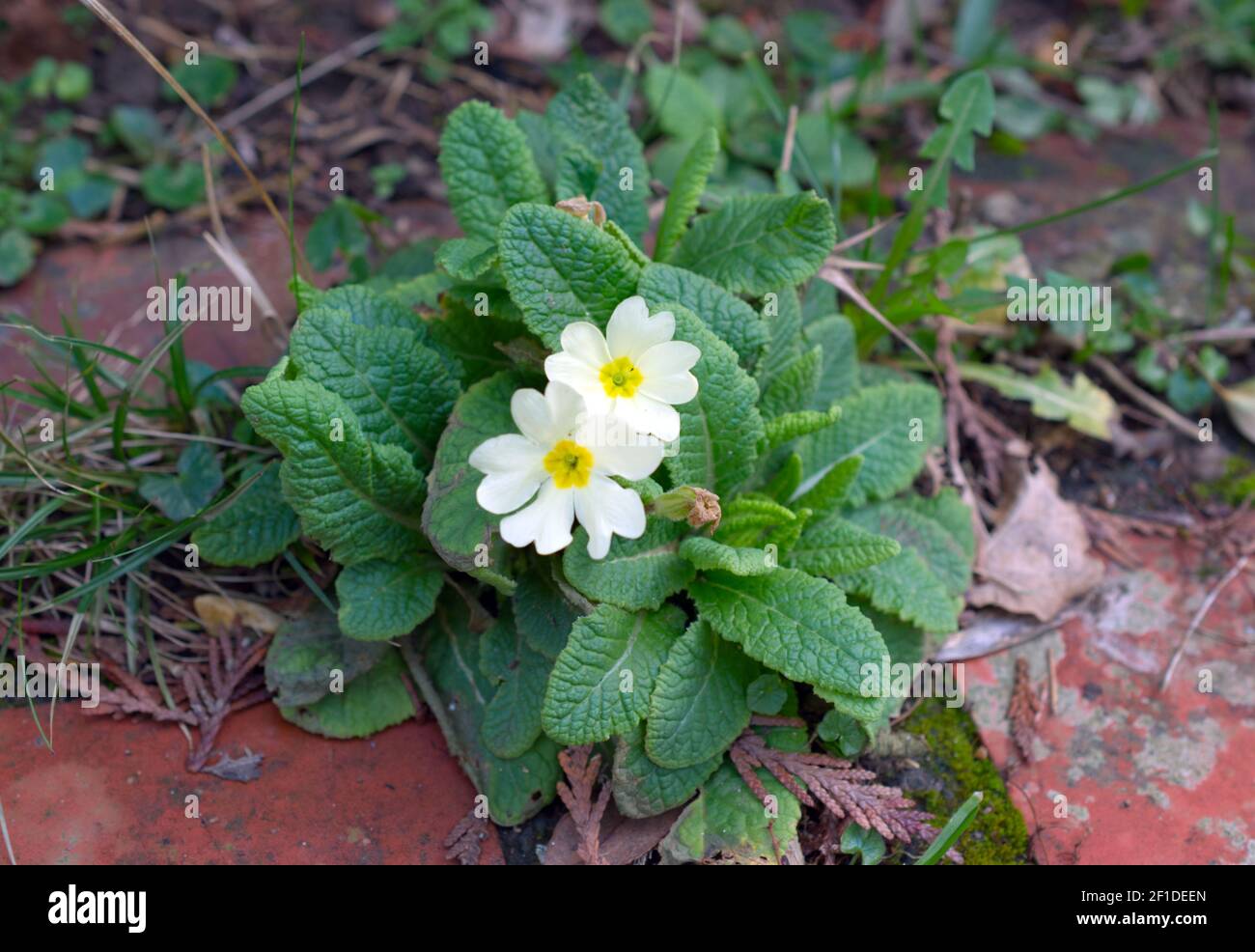 Yellow wildflower, Common Primrose (Primula vulgaris), flowering in a ...
