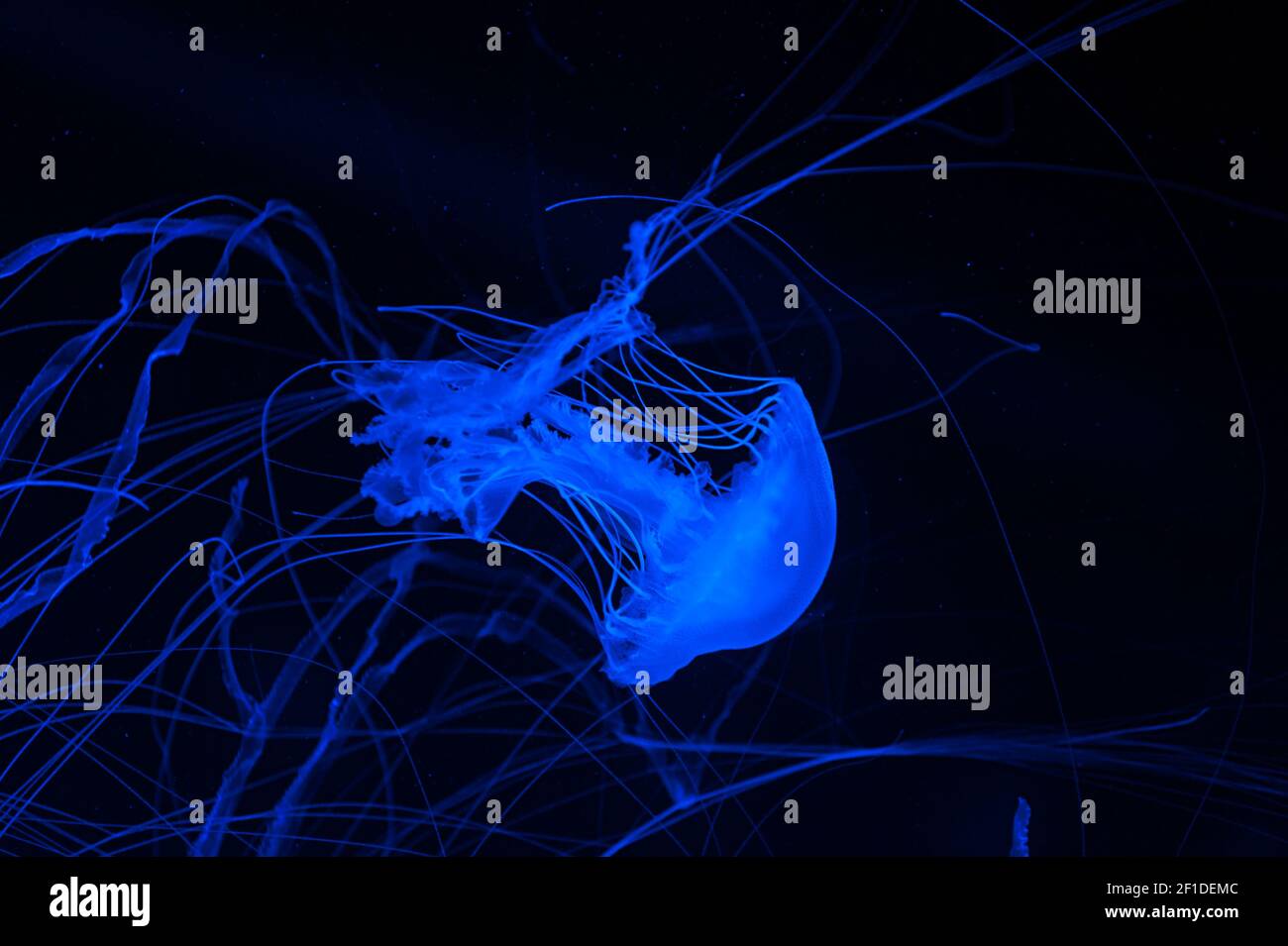 Sea life, close up shot on jellyfish floating in a clear water tank ...