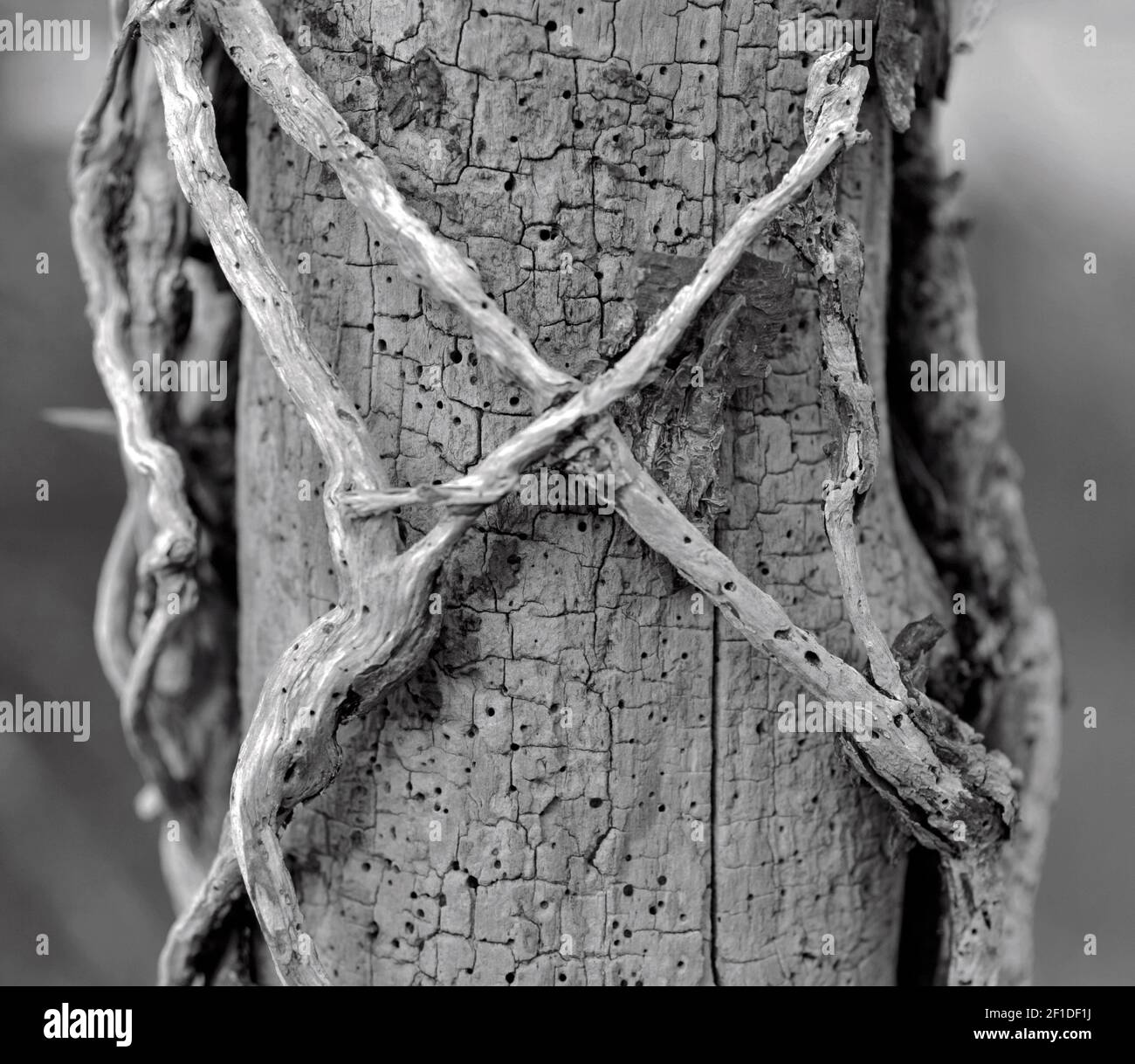 rotten woodworm infested dead tree trunk covered in dead ivy Stock ...