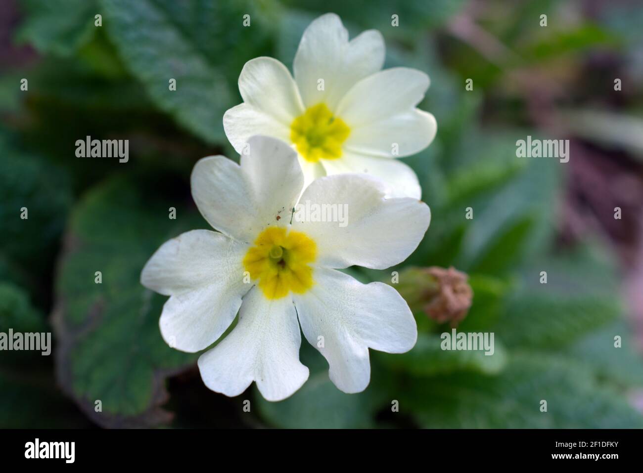 Yellow wildflower, Common Primrose (Primula vulgaris), flowering in ...
