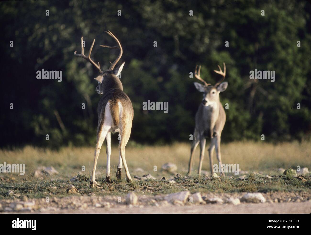 You can identify older bucks by watching how deer interact with one ...