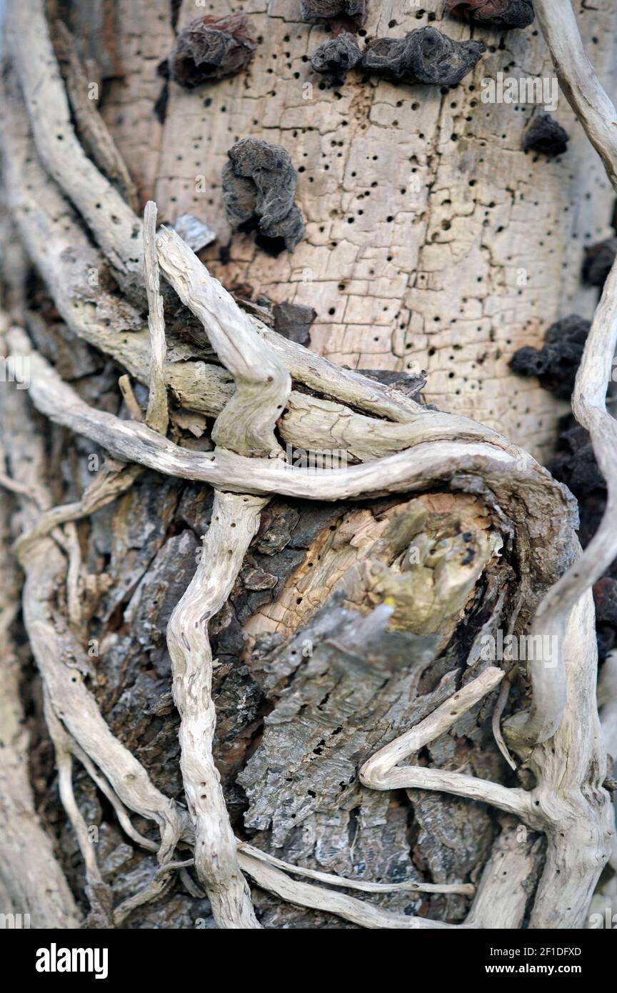 Nitrogen cycle hi-res stock photography and images - Alamy