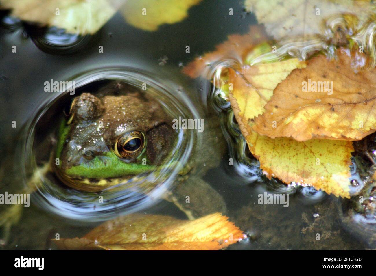 A frog peaks from a pool along the Buffalo River in Arkansas. (Photo by ...
