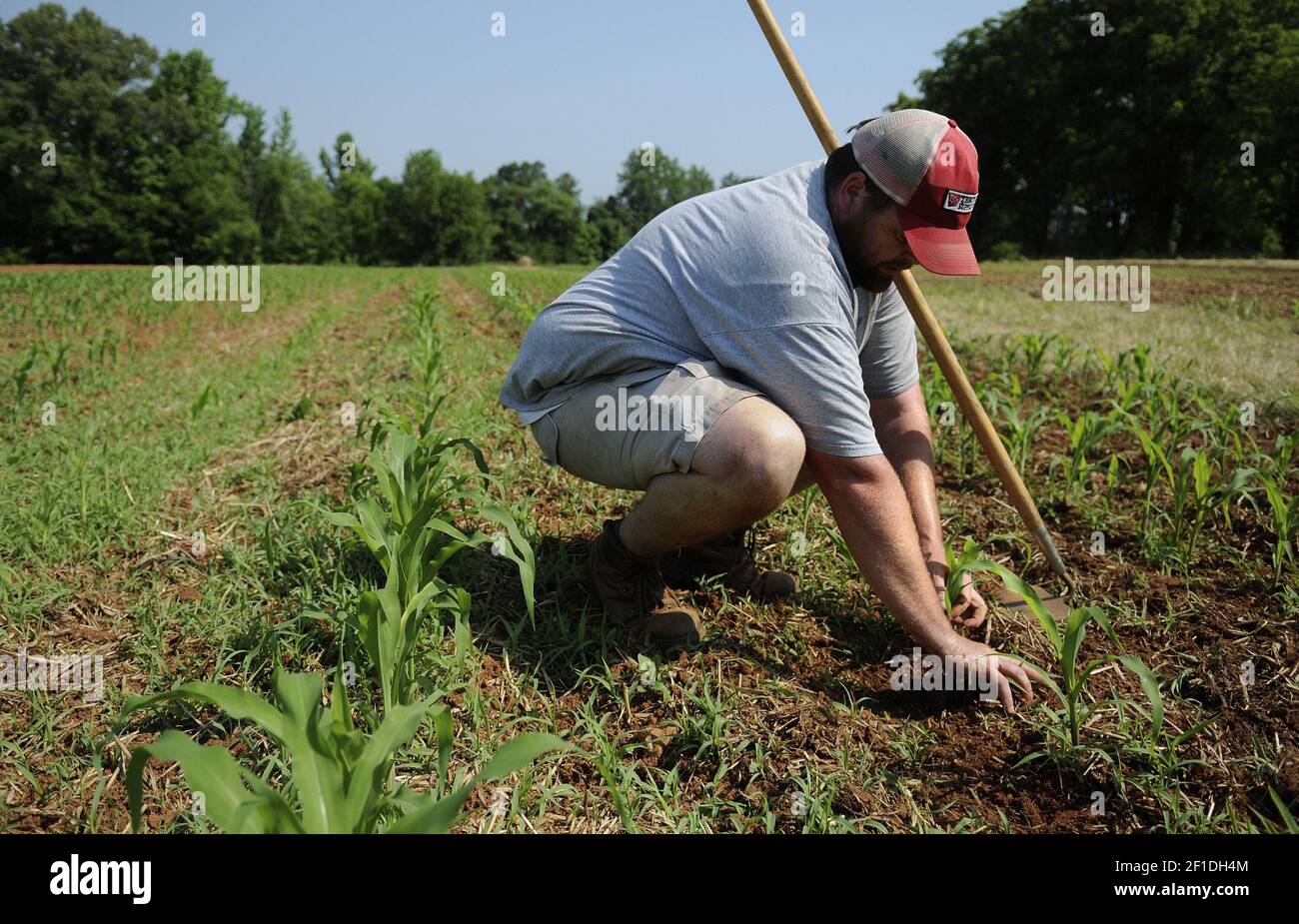 As Eric Williamson, 33, hoed weeds from around young corn, he ...