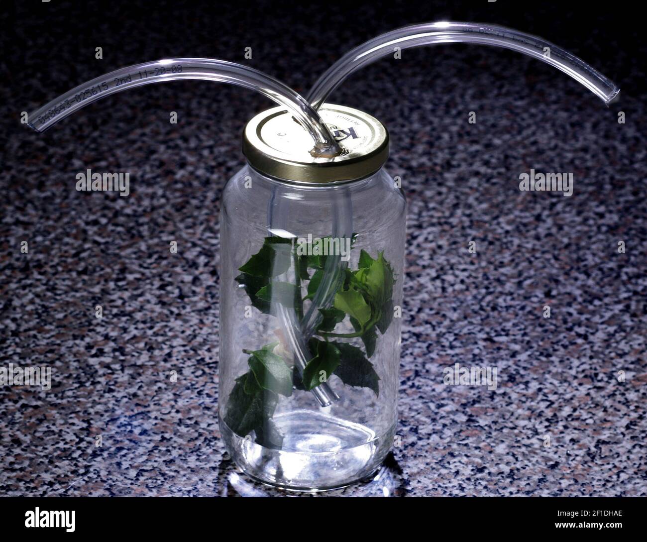 An insect vacuum called a pooter, which is used to observe bugs, can be ...