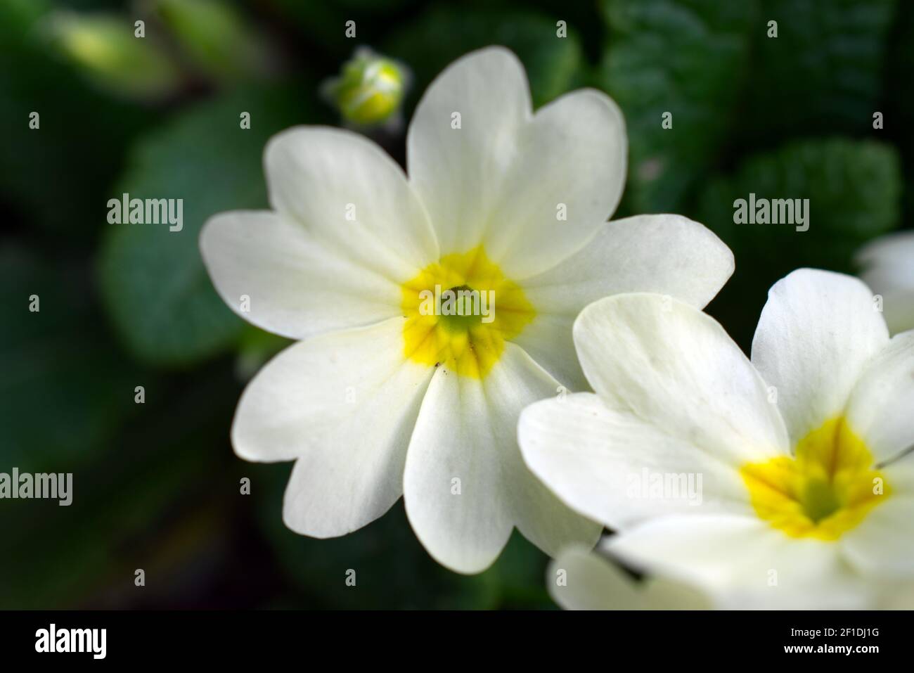 Yellow wildflower, Common Primrose (Primula vulgaris), flowering in ...