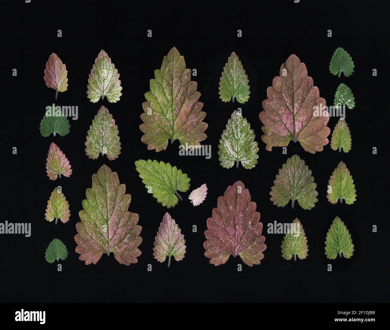 Mint leaves of various sizes and colours, isolated on black. Flat lay ...