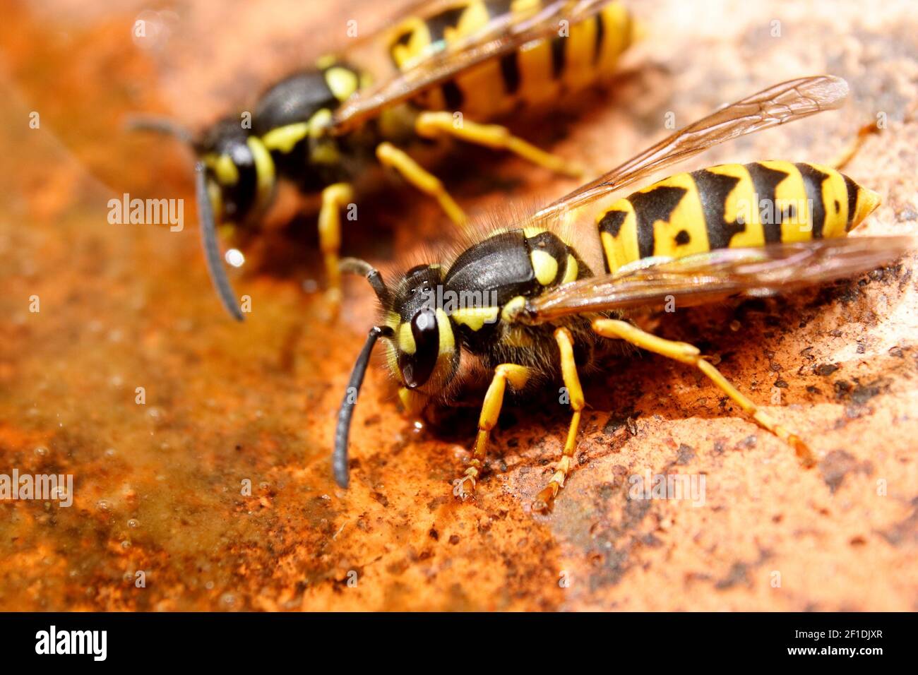 Two European Wasps, Vespula vulgaris, drinking water Stock Photo - Alamy