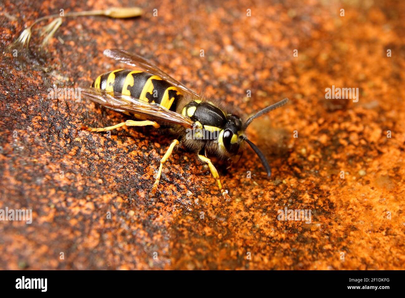 A European Wasp, Vespula vulgaris, drinking water Stock Photo - Alamy