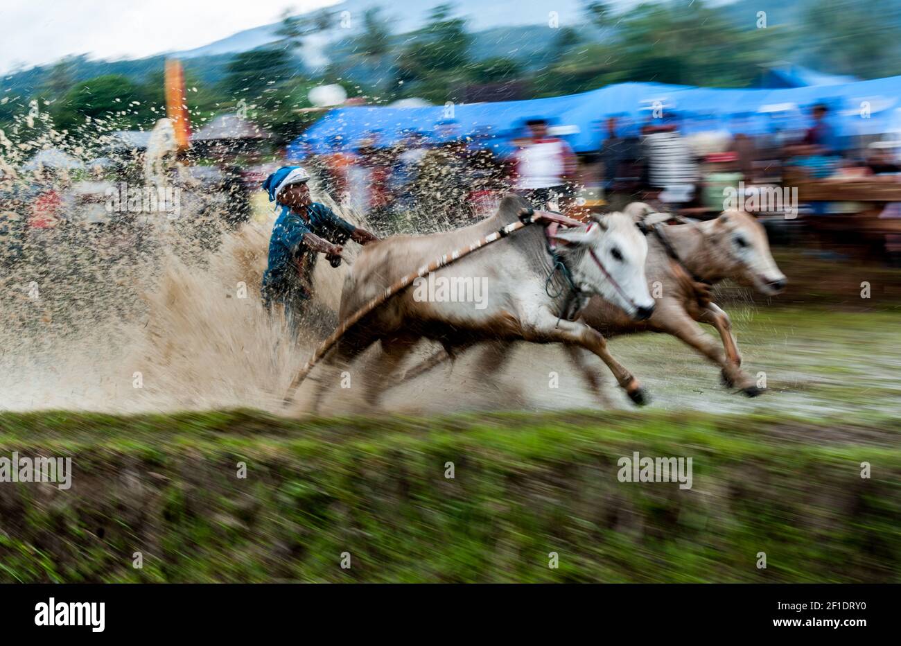 --File--In this undated photo, a jockey holds on to the tails of the ...