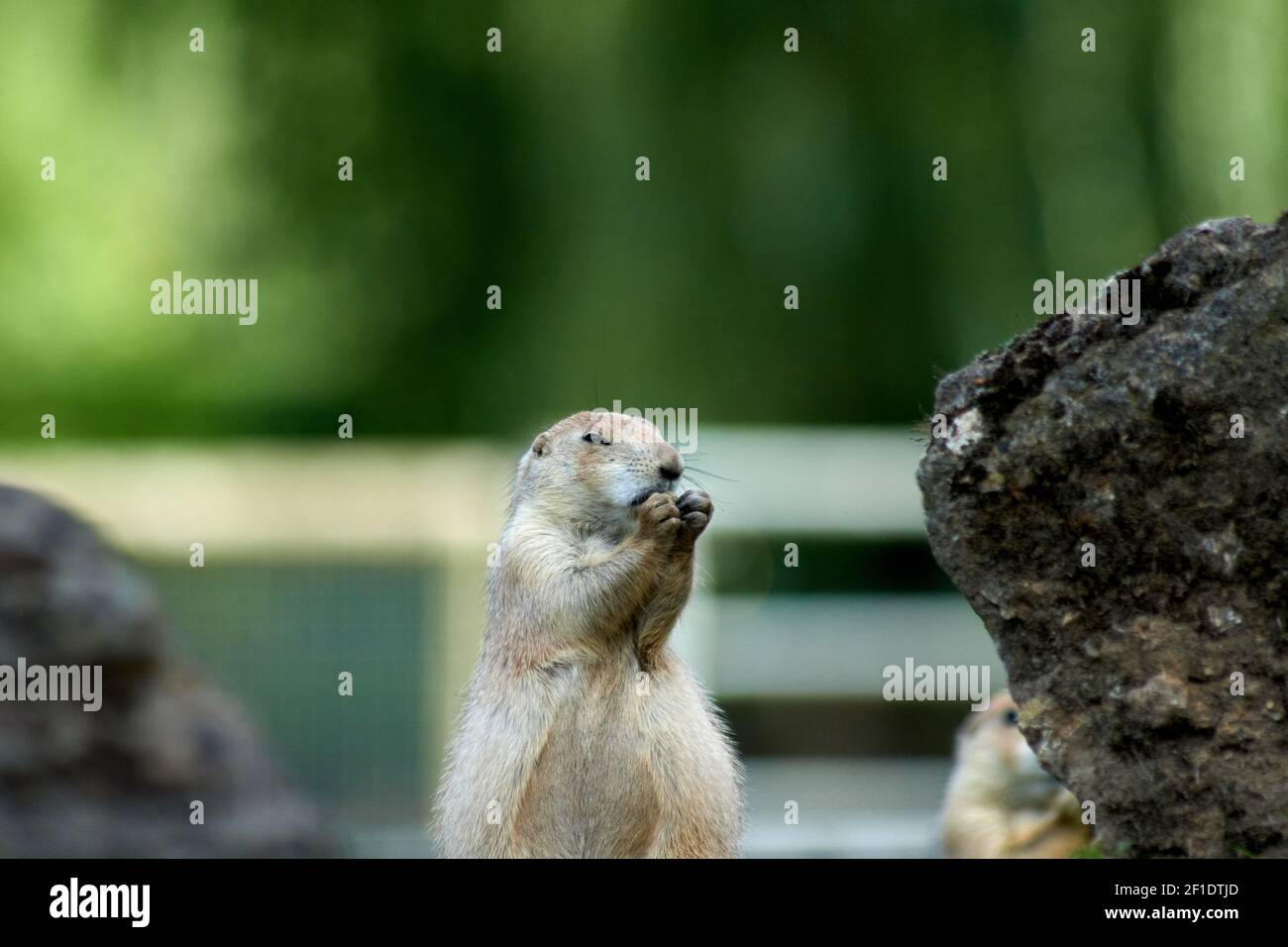 A portrait of a small gopher eating with two hands on the blurred ...