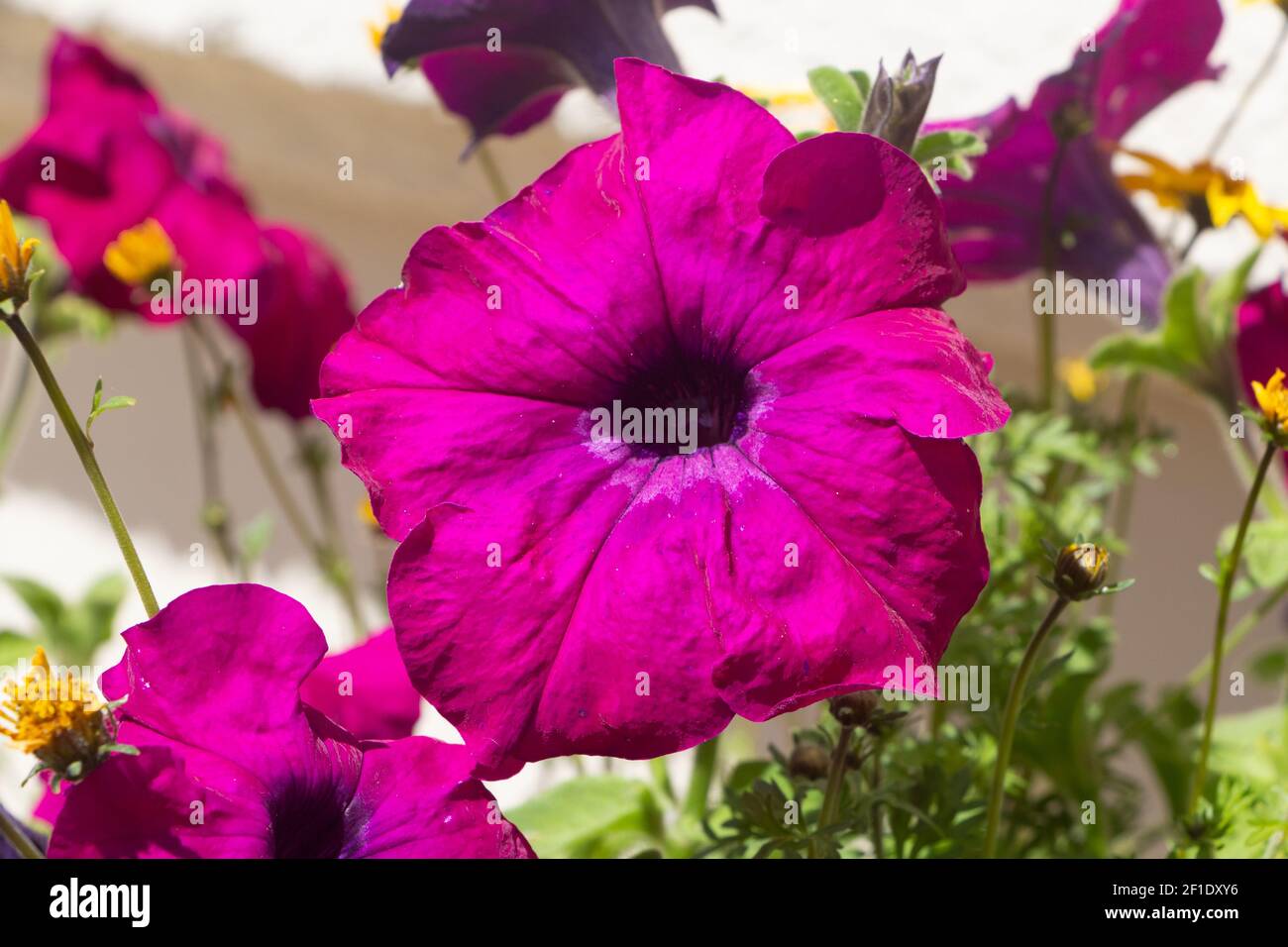 Pink petunia flowers in a garden during summer Stock Photo - Alamy