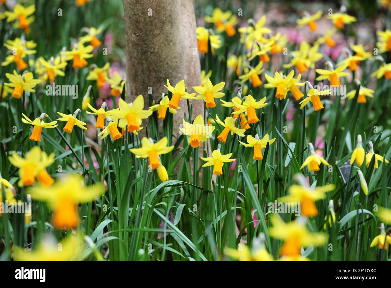Jetfire narcissus hi-res stock photography and images - Alamy