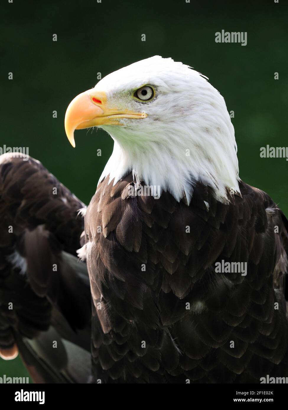 A close up of the head of a captive Bald Eagle Stock Photo - Alamy