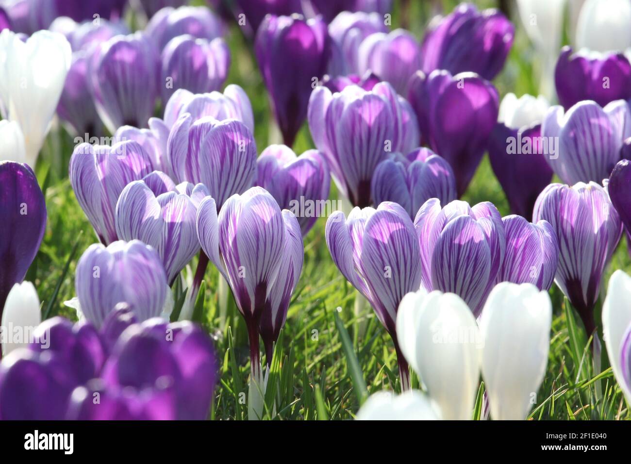 Purple and white striped crocus vernus 'Pickwick' in flower Stock Photo ...