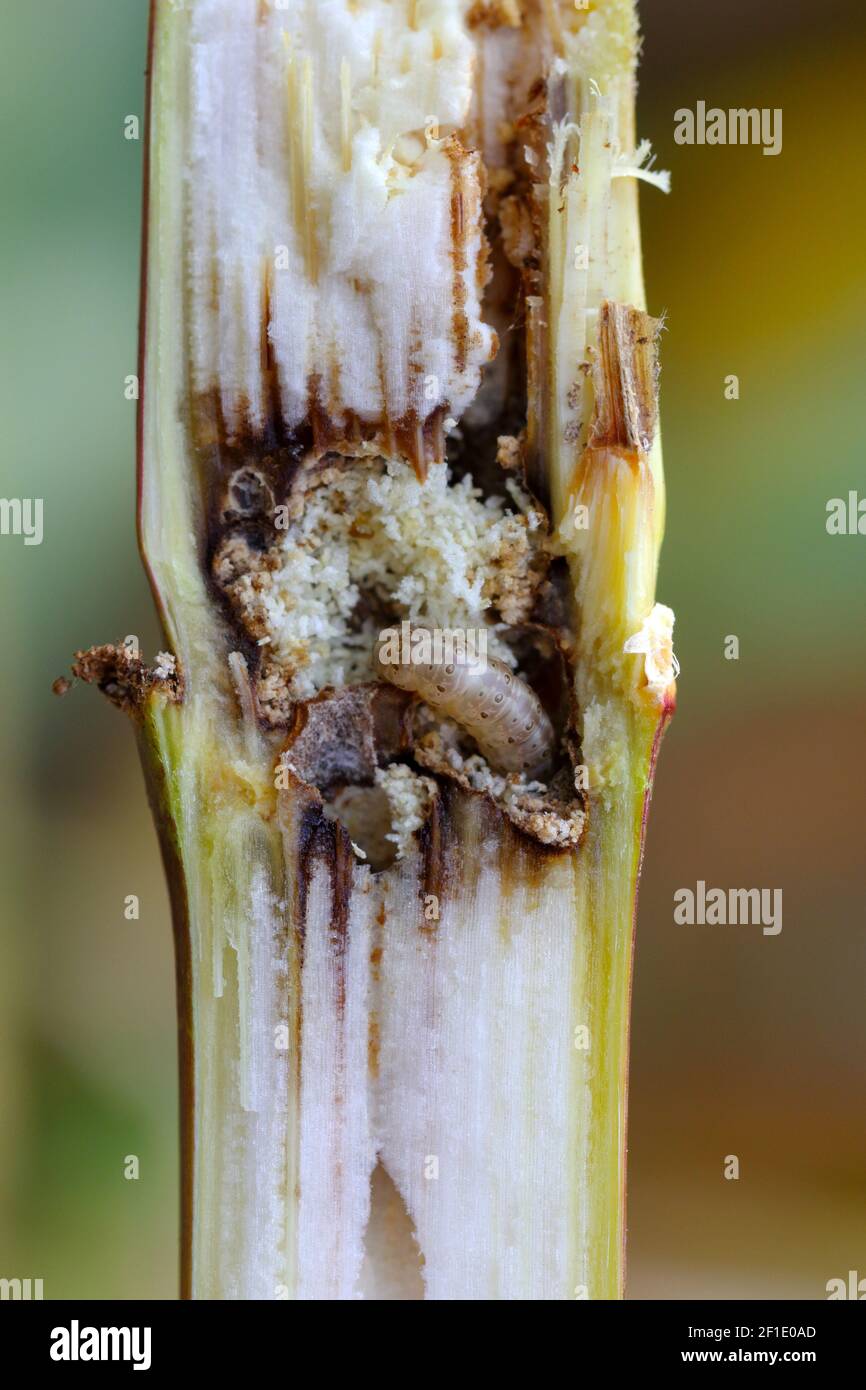 Caterpillar of The European corn borer or borer or high-flyer (Ostrinia ...