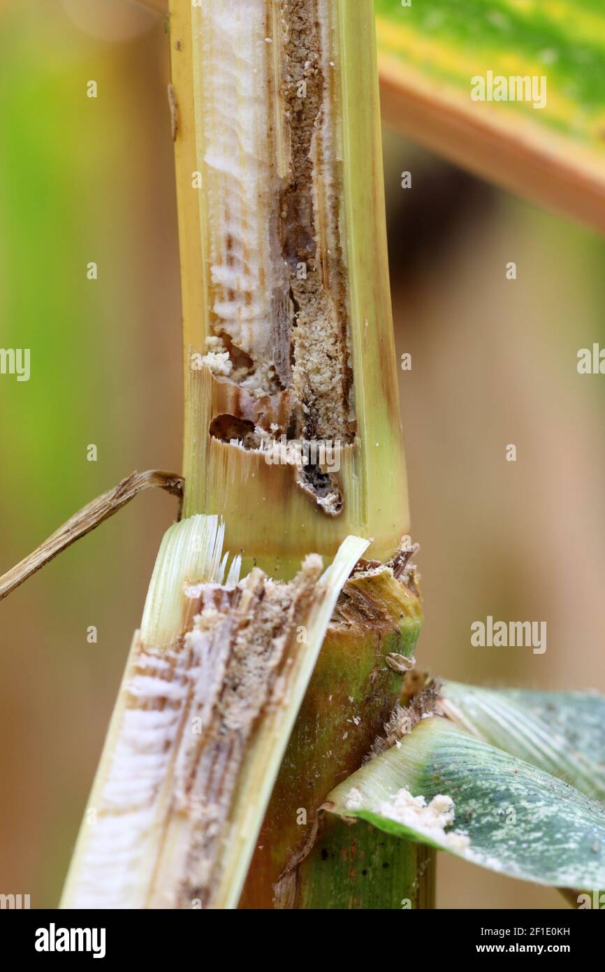 Corn stalk damaged by caterpillar of The European corn borer or borer ...