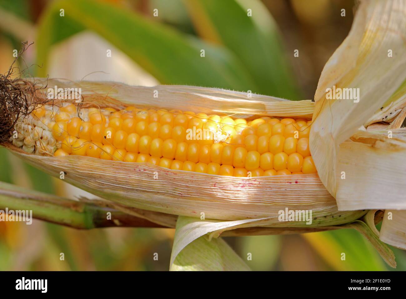 Cob corn damaged by caterpillar of The European corn borer or borer or ...